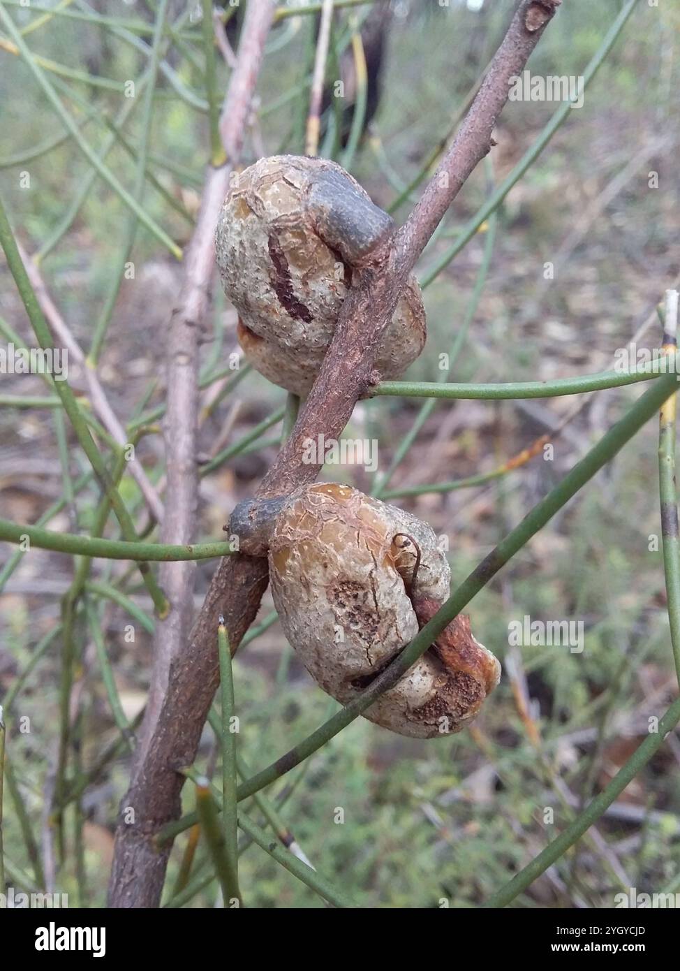 Beaked Hakea (Hakea rostrata Stock Photo - Alamy