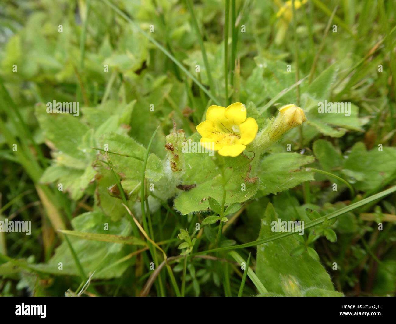 musk monkeyflower (Erythranthe moschata Stock Photo - Alamy