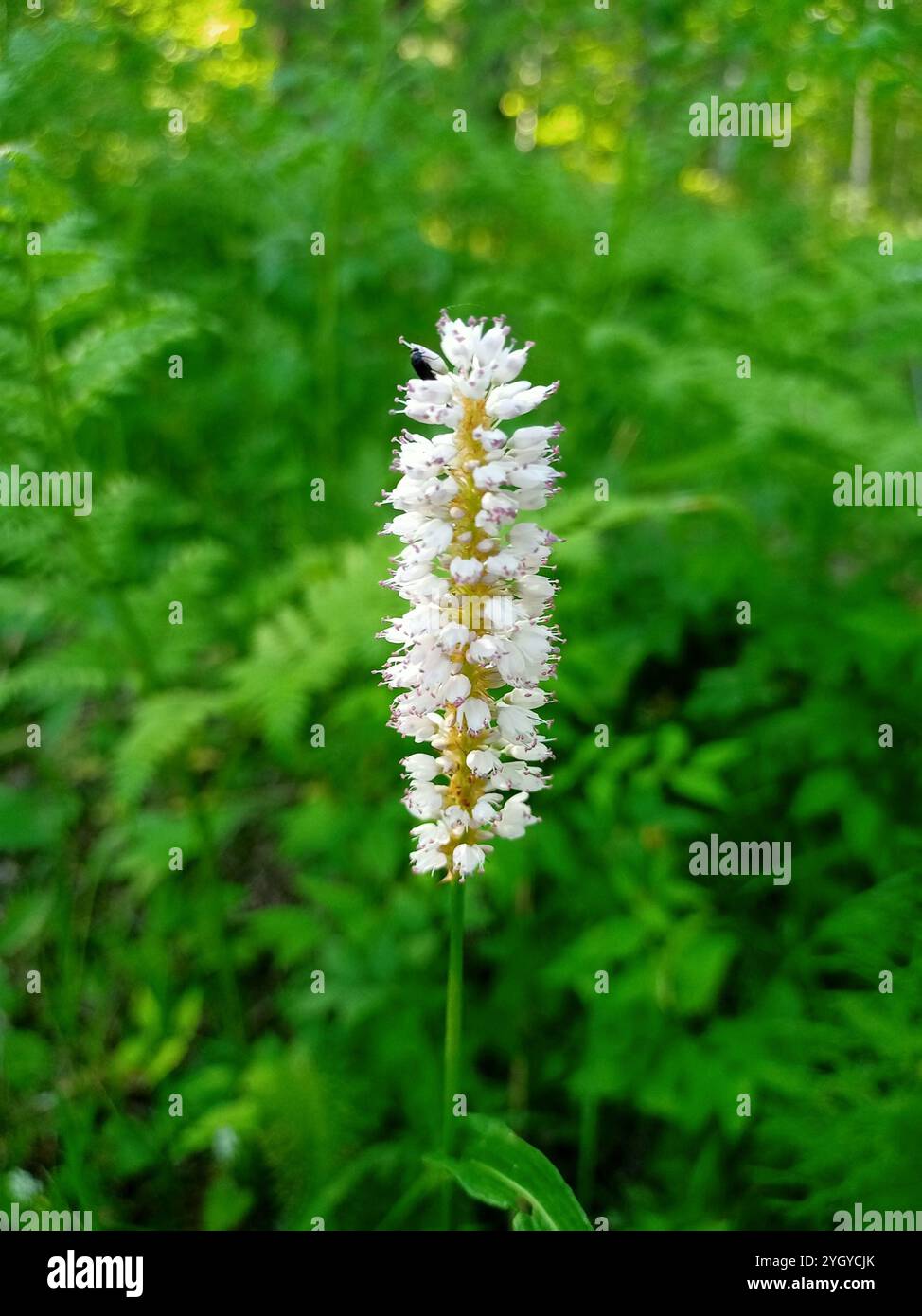 common bistort (Bistorta officinalis Stock Photo - Alamy