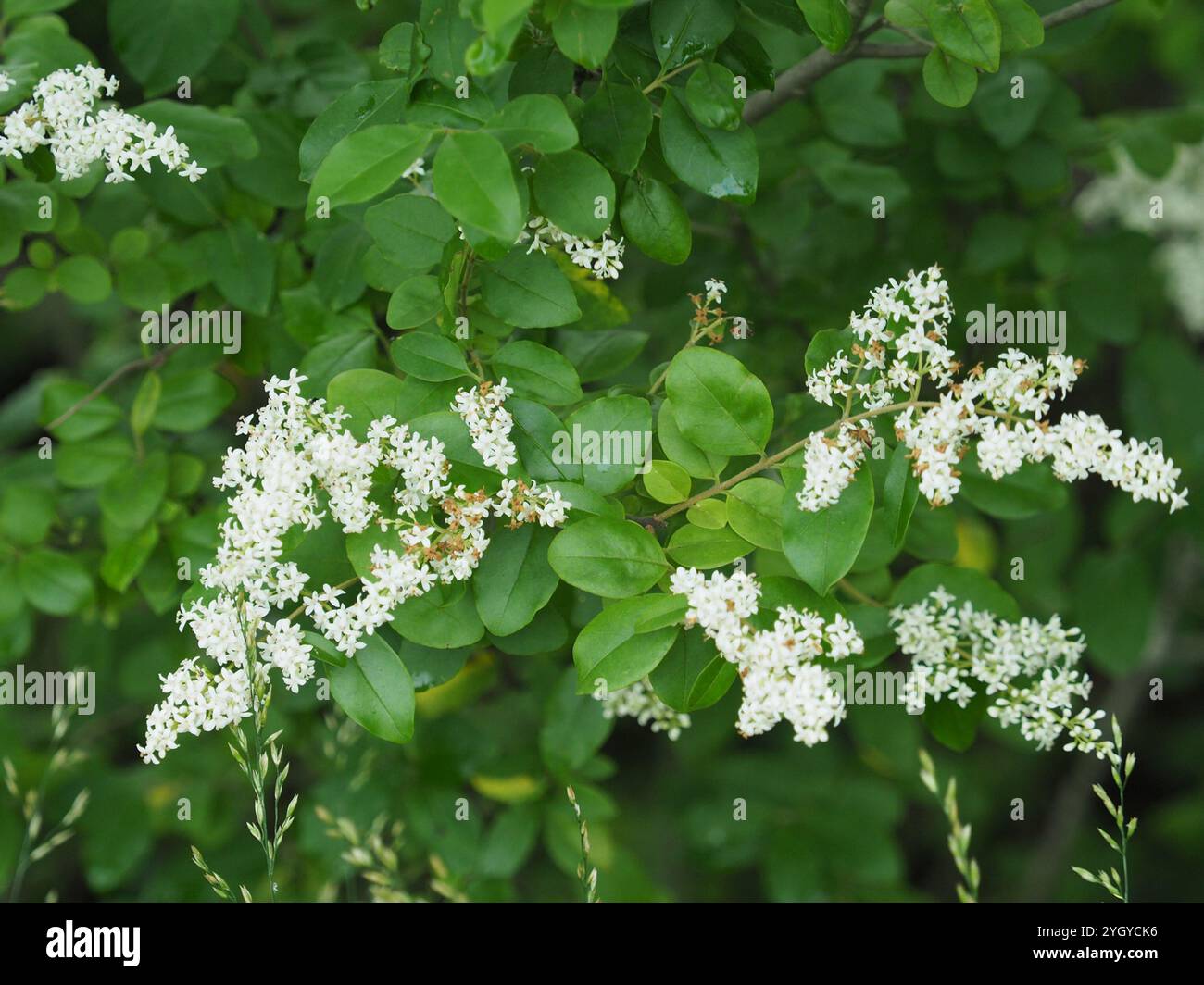 Chinese privet (Ligustrum sinense Stock Photo - Alamy