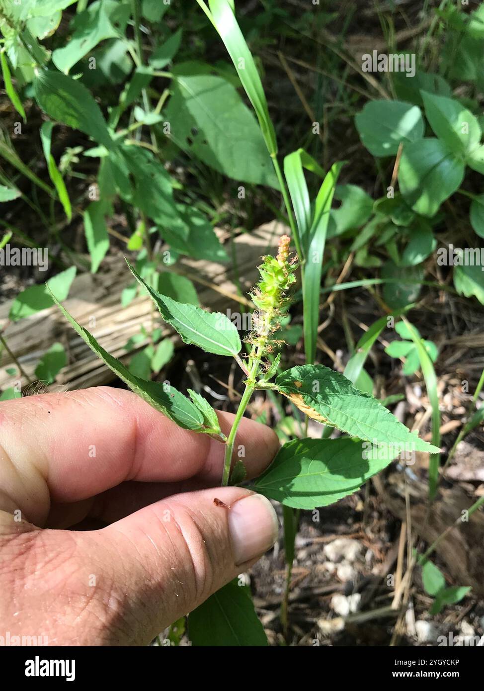 Phleoides hi-res stock photography and images - Alamy