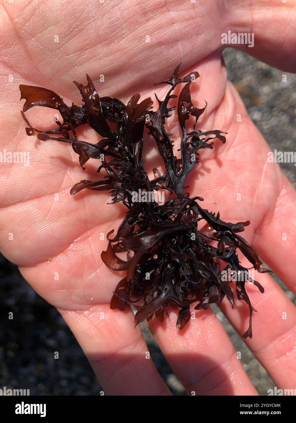 encrusting red algae (Mastocarpus Stock Photo - Alamy