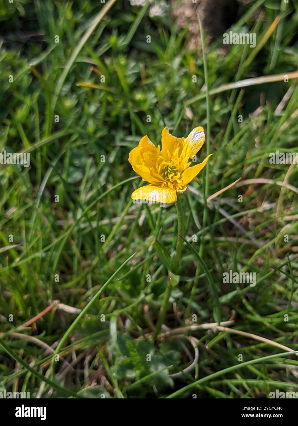 Goldilocks Buttercup (Ranunculus auricomus Stock Photo - Alamy