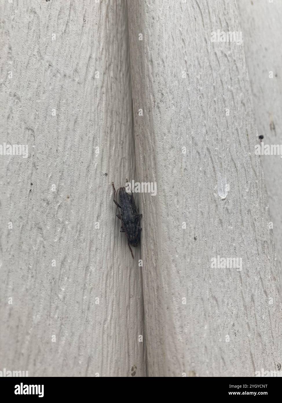 Twig Pruner (Anelaphus villosus Stock Photo - Alamy
