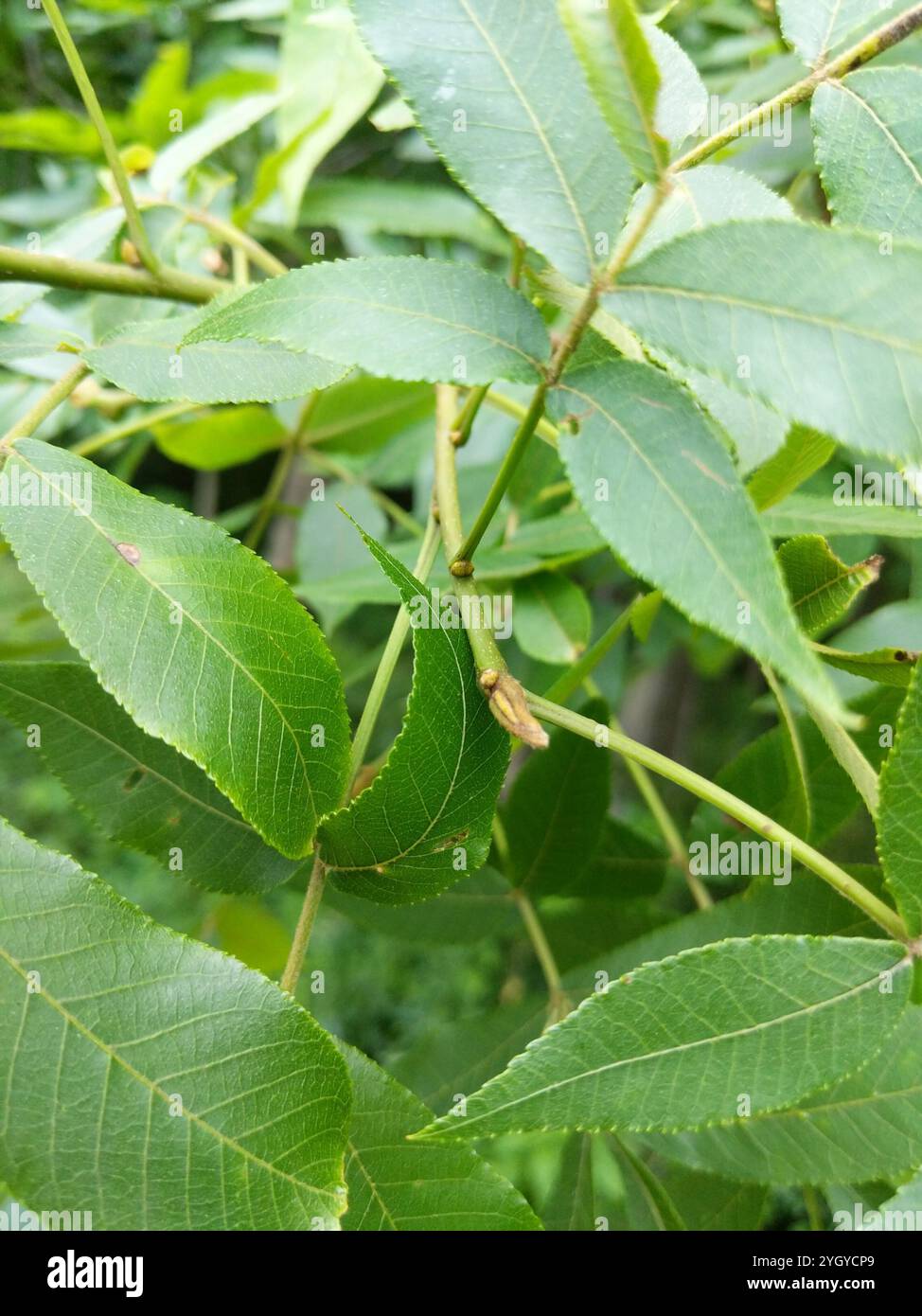 bitternut hickory (Carya cordiformis Stock Photo - Alamy