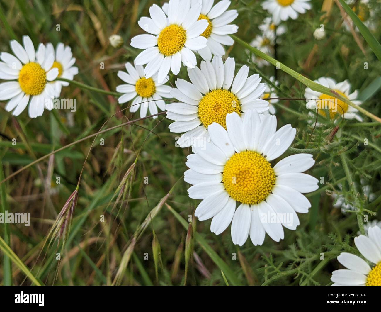 Chamomiles, yarrows, and allies (Anthemideae Stock Photo - Alamy
