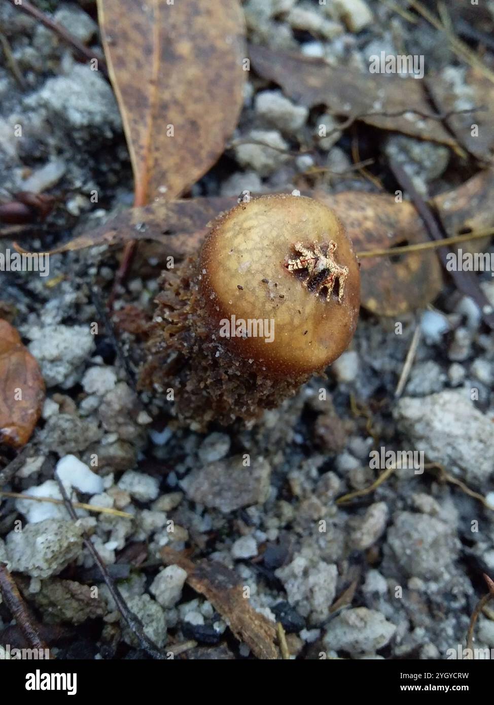 Calostoma hi-res stock photography and images - Alamy