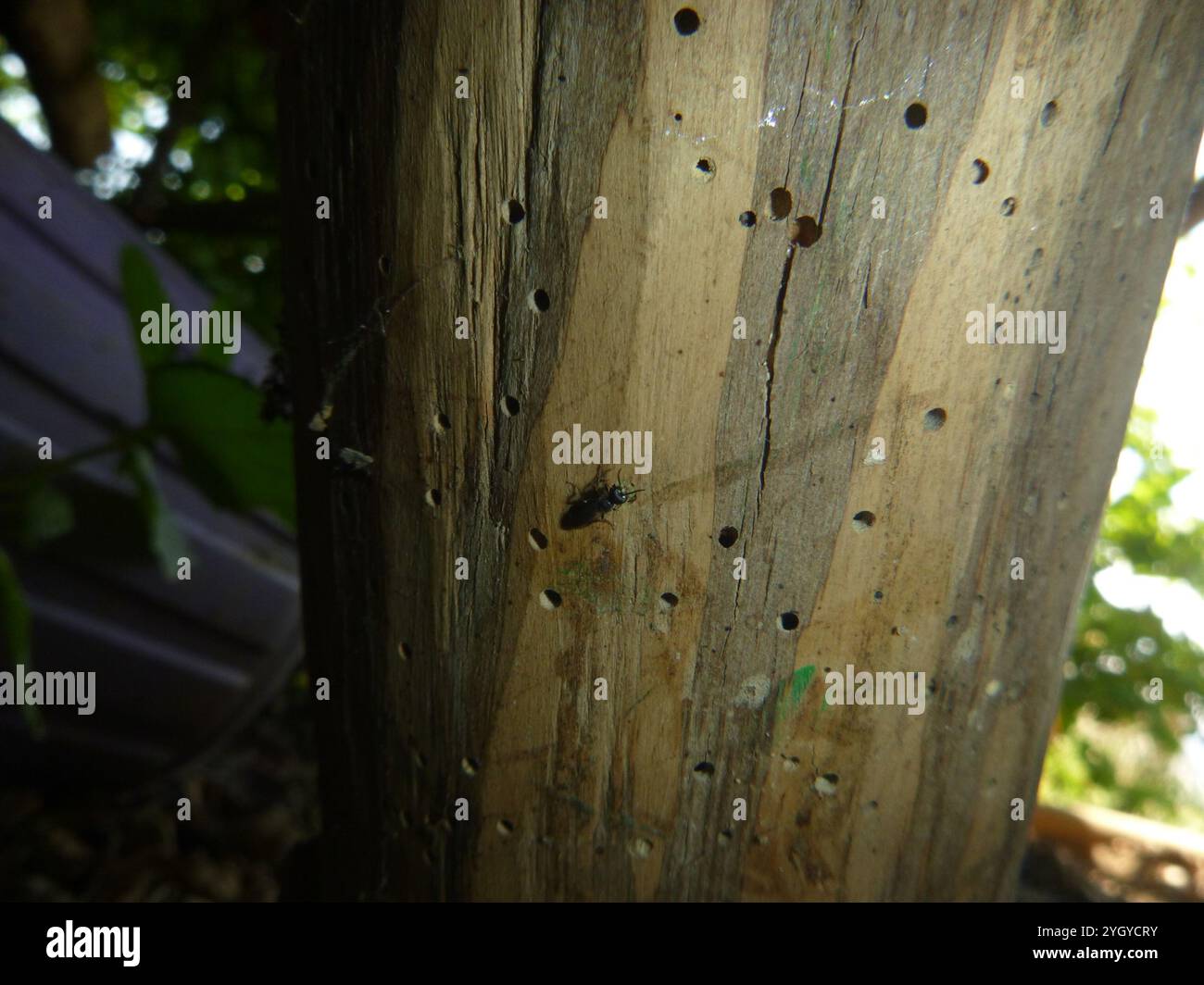 Pemphredonina hi-res stock photography and images - Alamy
