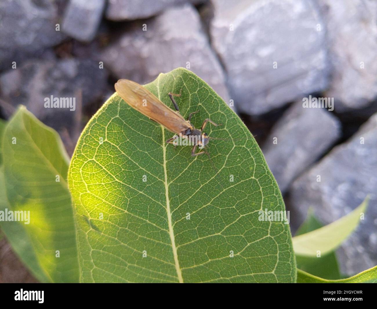 Common Stoneflies (Perlidae Stock Photo - Alamy