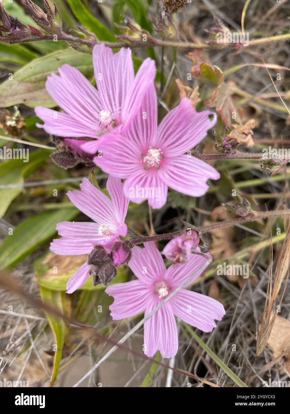Sidalcea malviflora hi-res stock photography and images - Alamy