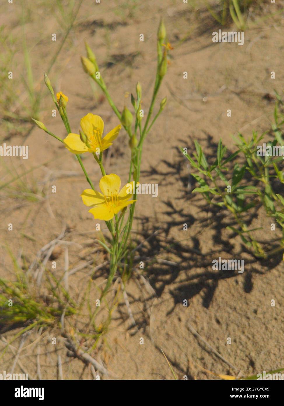 Linum rigidum hi-res stock photography and images - Alamy