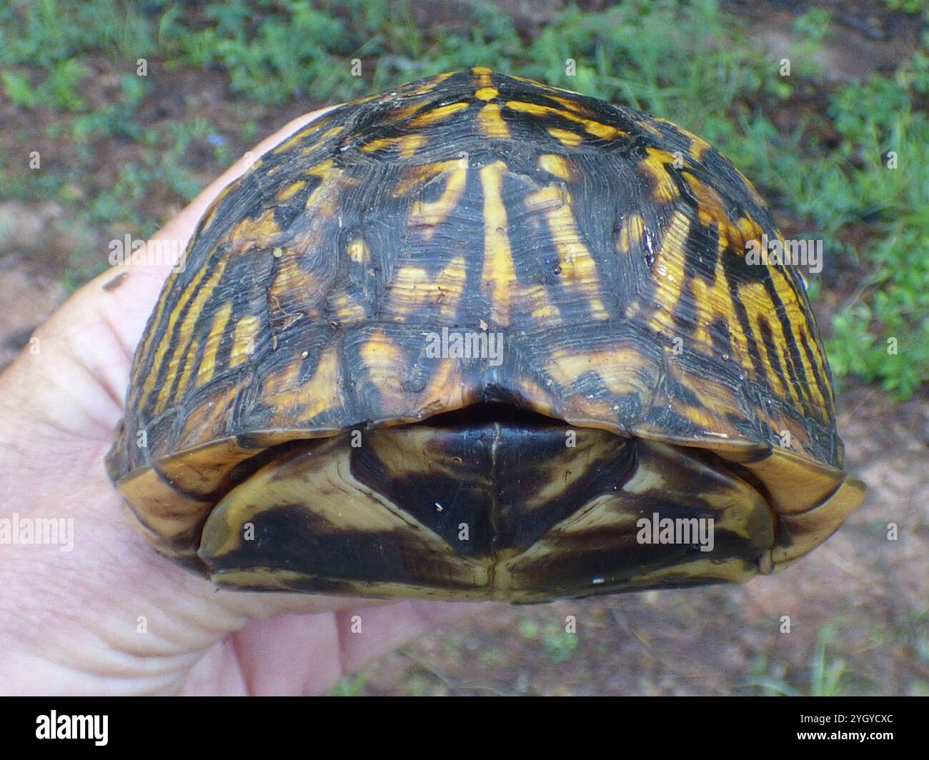 Eastern Box Turtle (Terrapene carolina carolina Stock Photo - Alamy