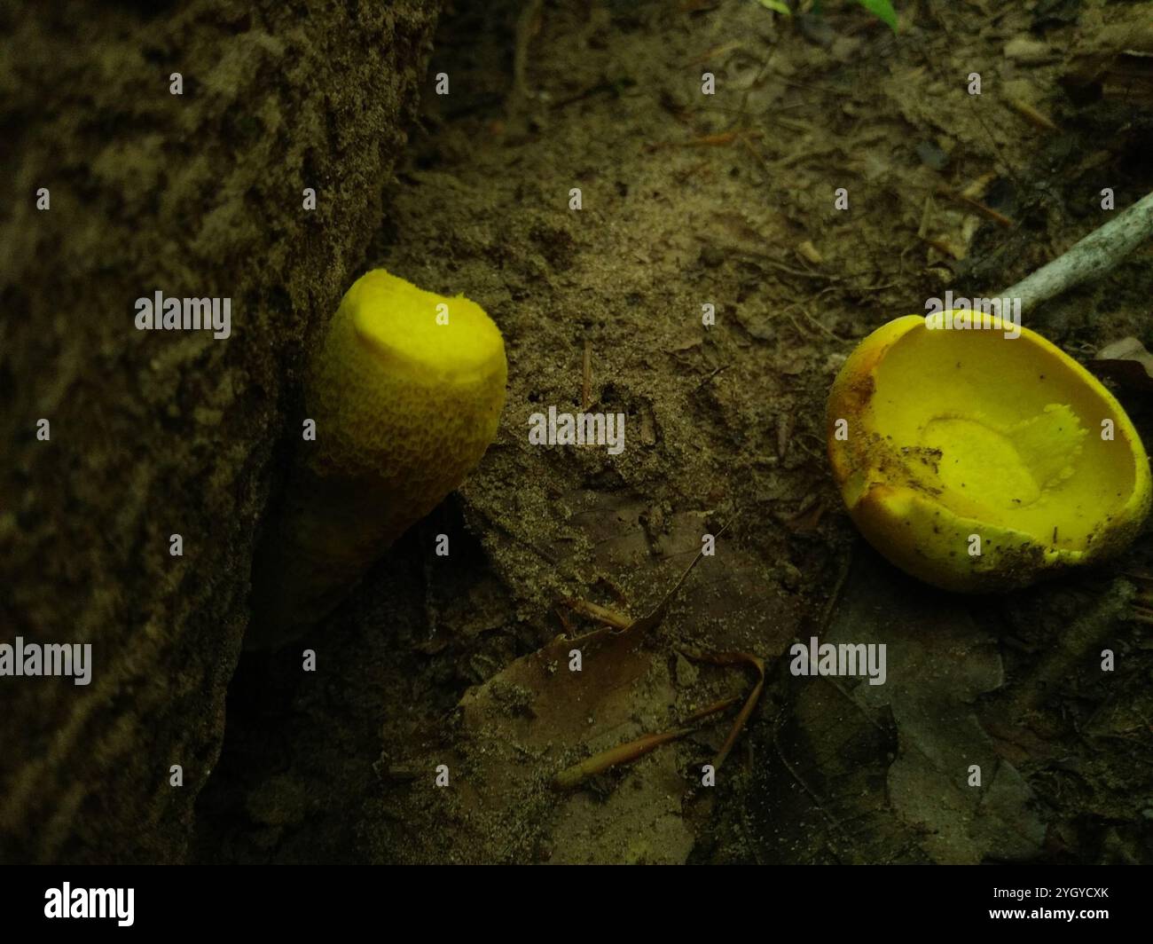 Ornate-stalked bolete (Retiboletus ornatipes Stock Photo - Alamy