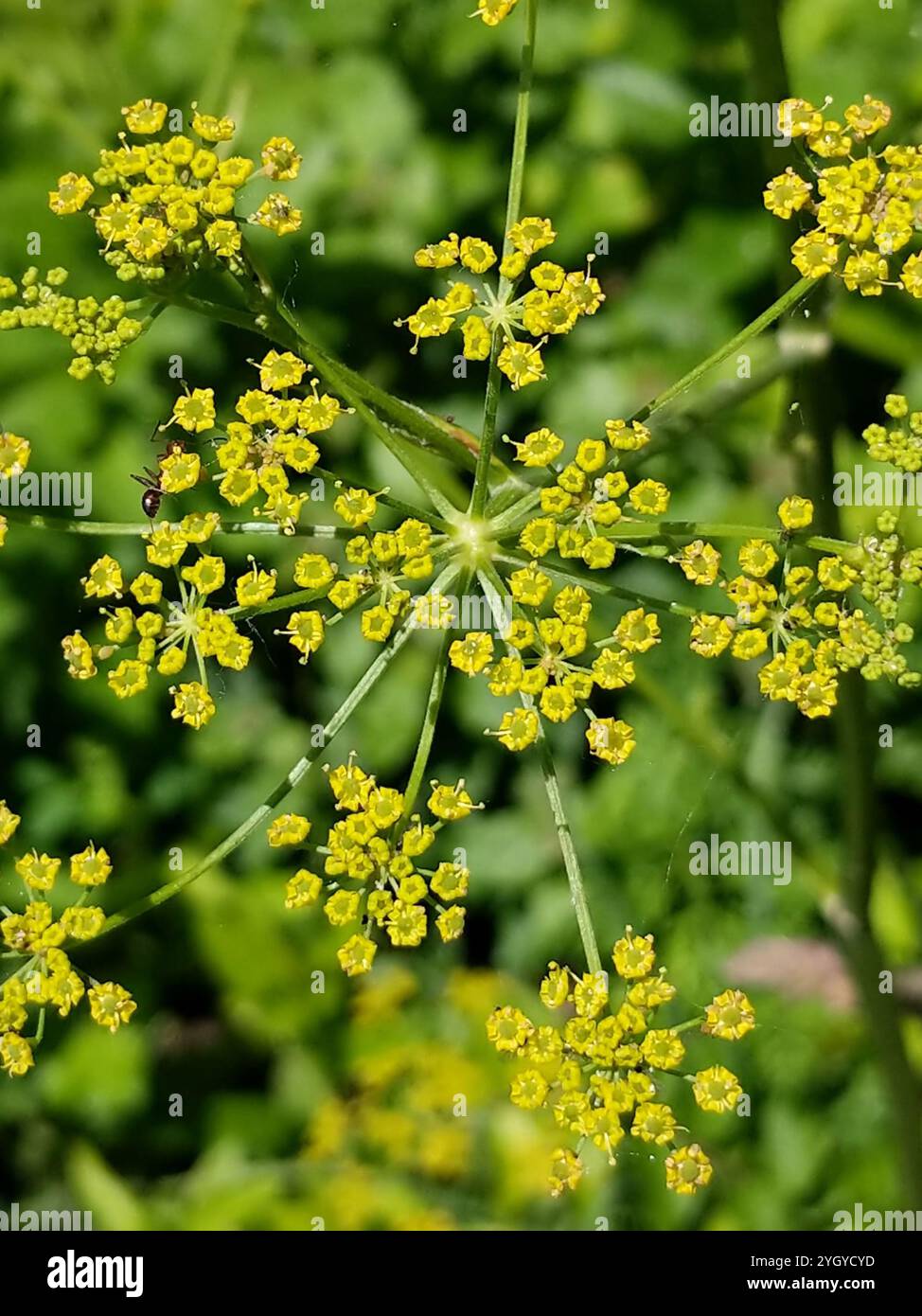 golden Alexanders (Zizia aurea Stock Photo - Alamy