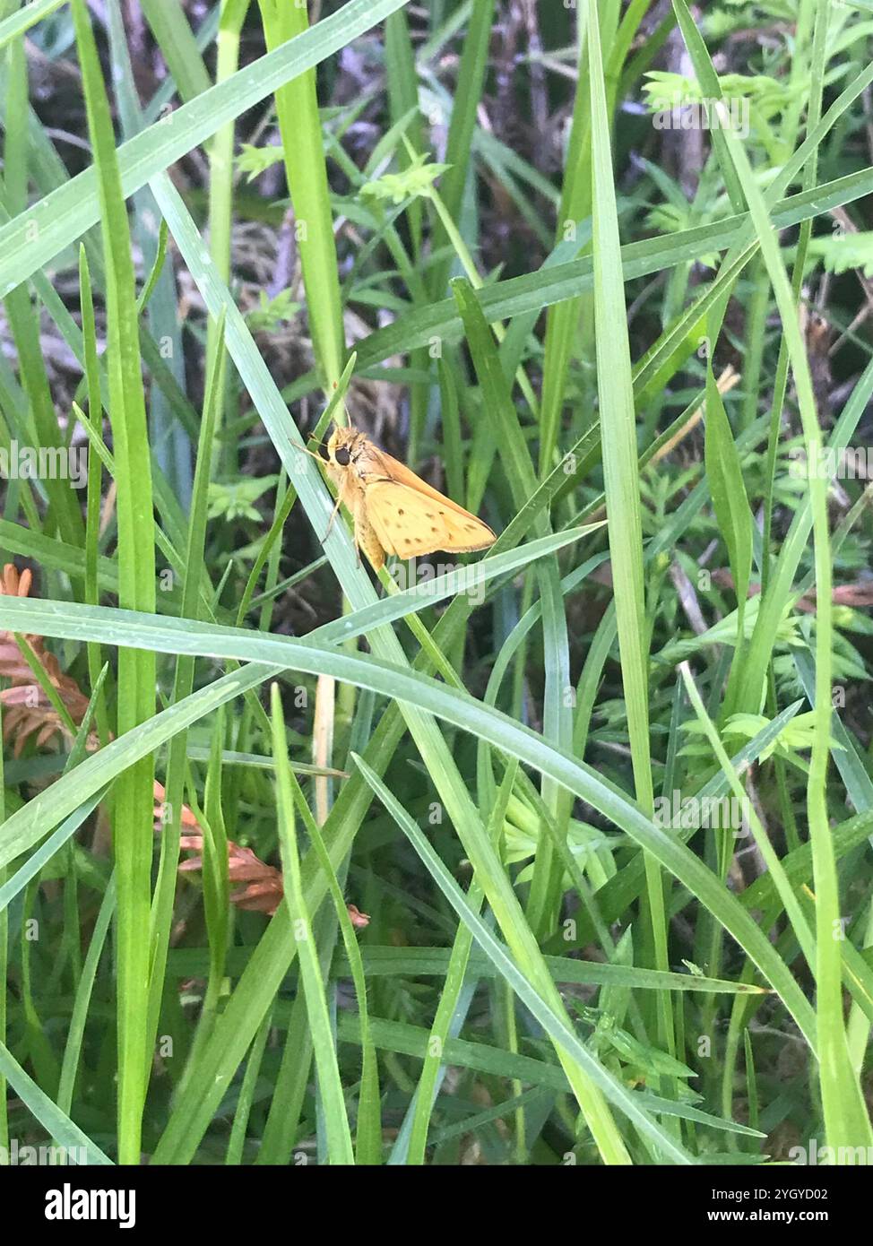 Fiery Skipper (Hylephila phyleus Stock Photo - Alamy
