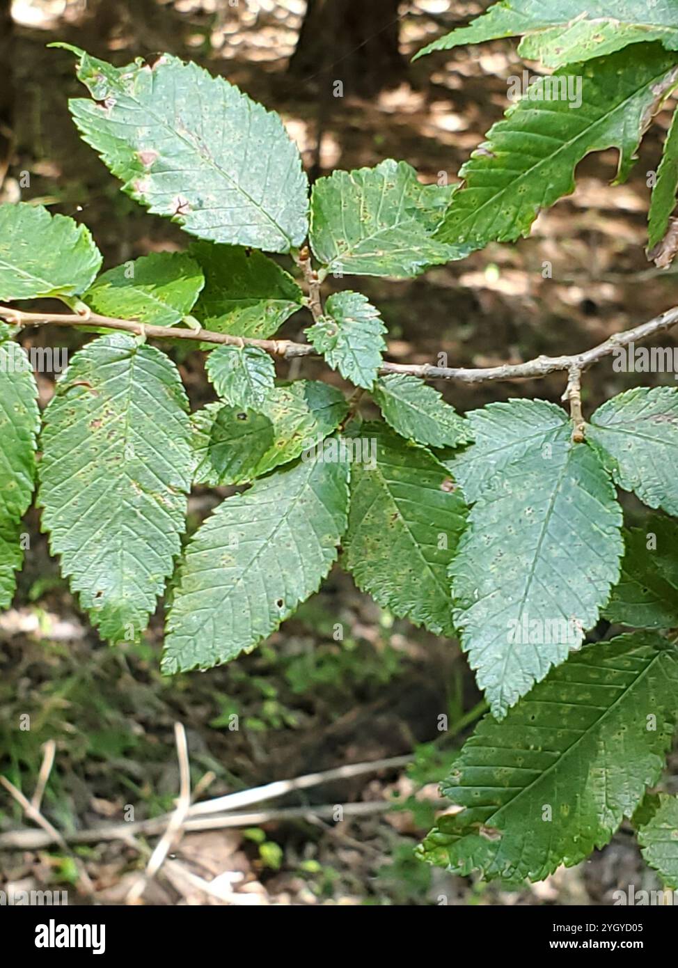 Winged Elm (Ulmus alata Stock Photo - Alamy