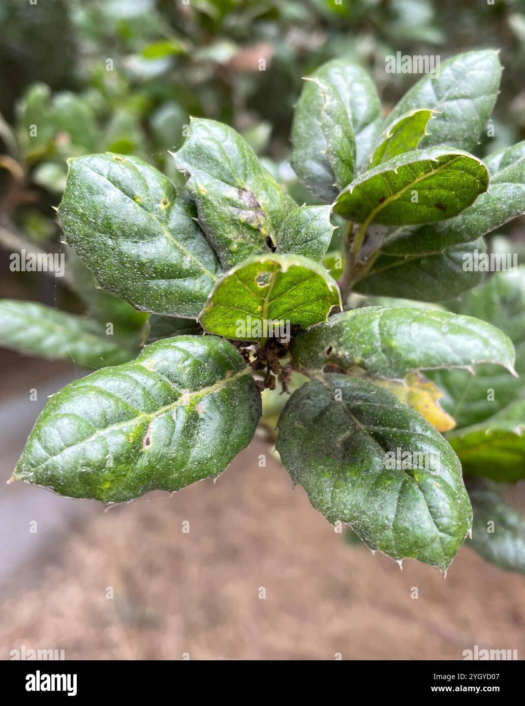 coast live oak (Quercus agrifolia Stock Photo - Alamy