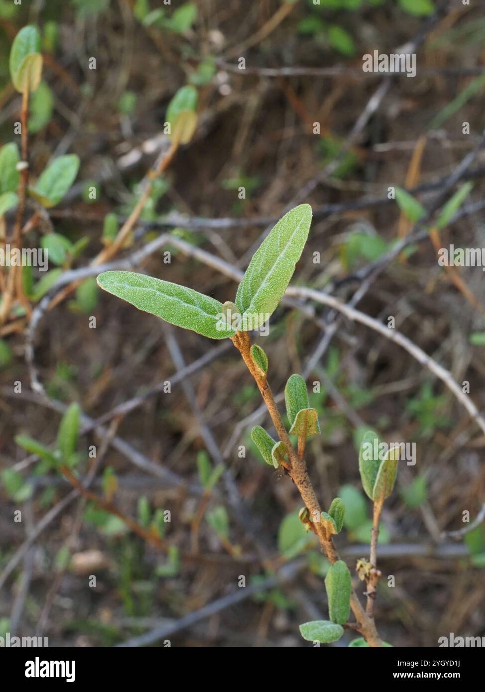 Canadian buffalo-berry (Shepherdia canadensis Stock Photo - Alamy