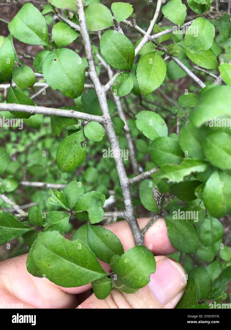 possumhaw (Ilex decidua Stock Photo - Alamy
