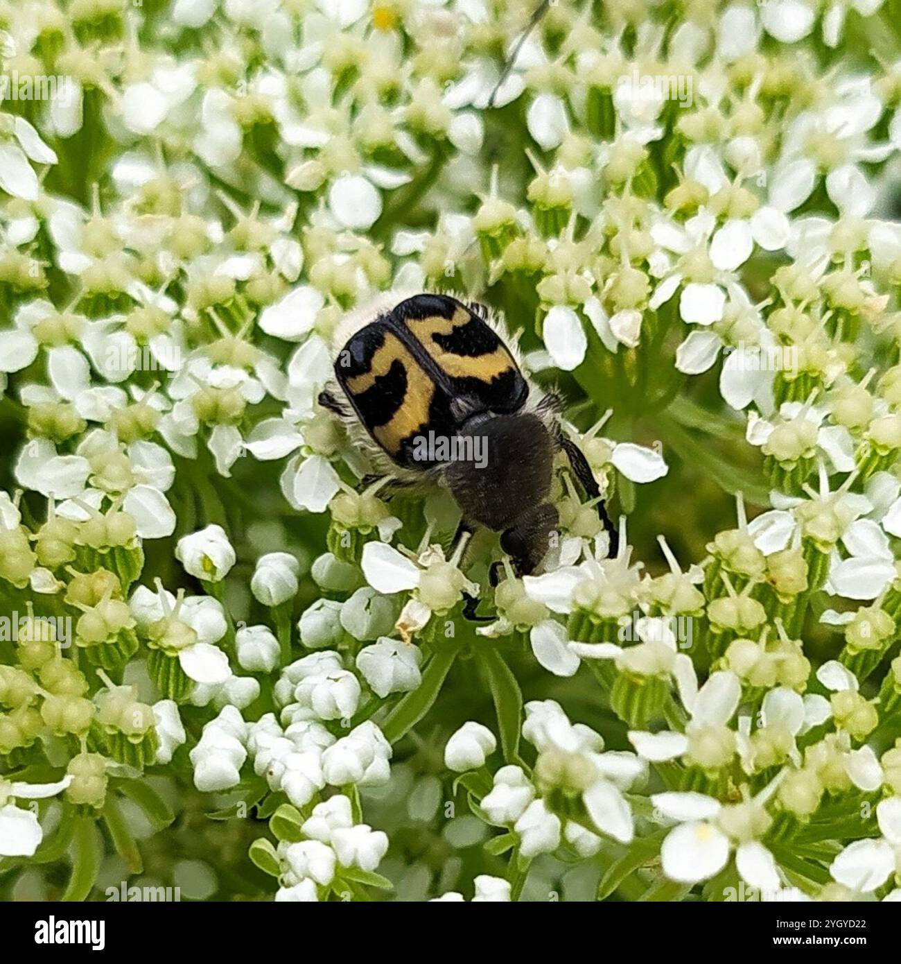 Eurasian Bee Beetle (Trichius fasciatus Stock Photo - Alamy