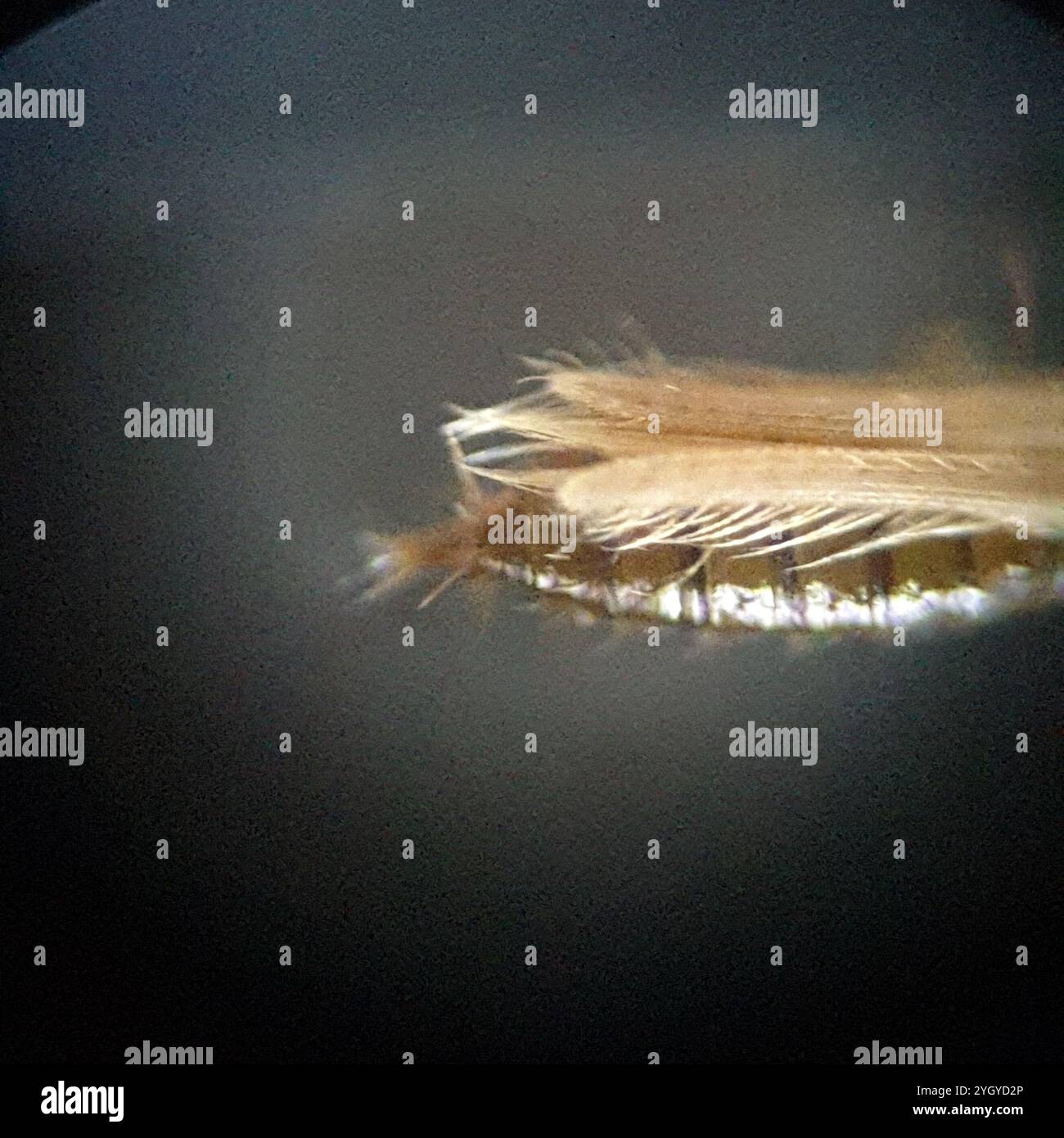 Thripidae hi-res stock photography and images - Alamy