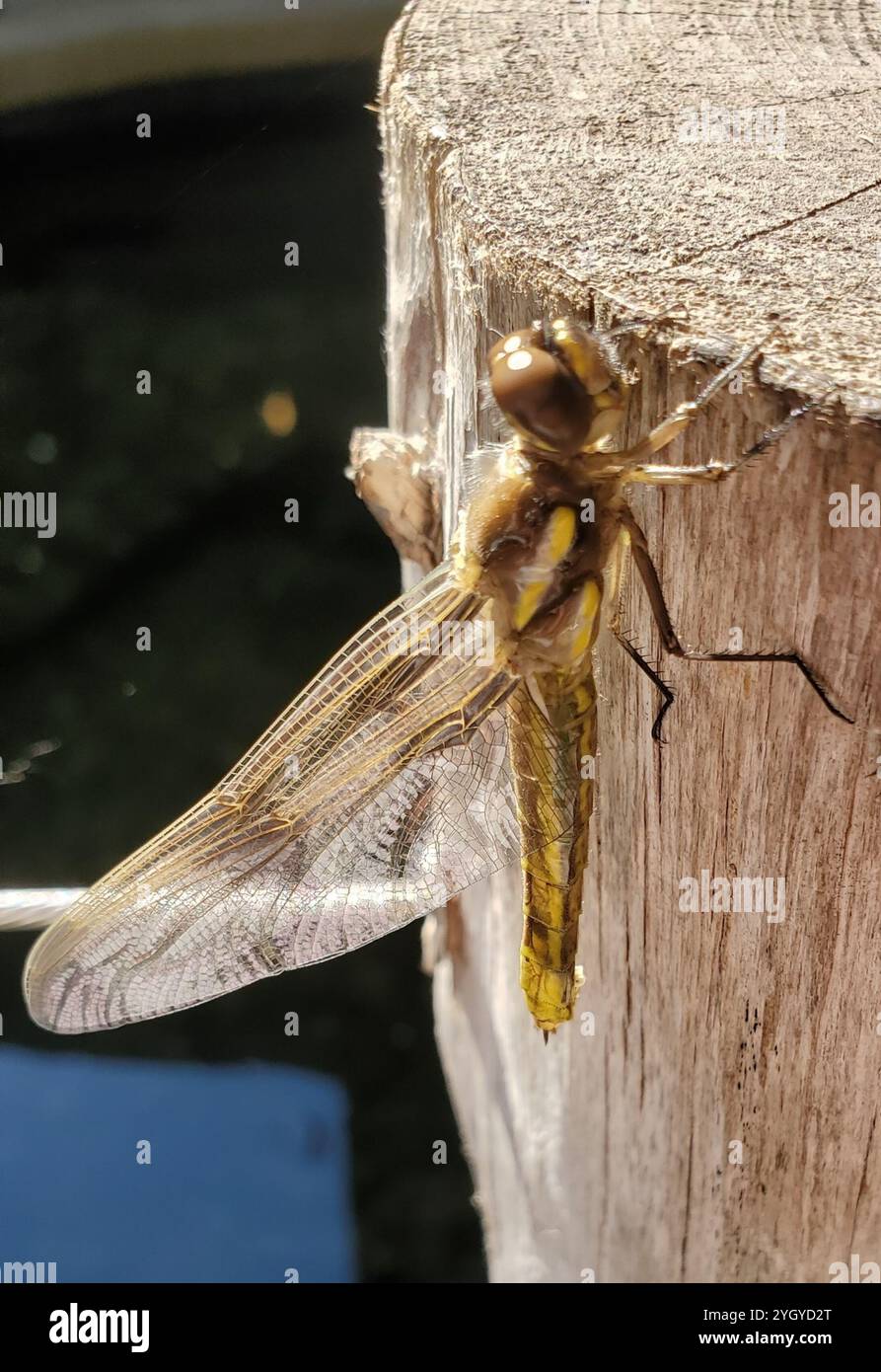 Twelve-spotted Skimmer (Libellula pulchella Stock Photo - Alamy