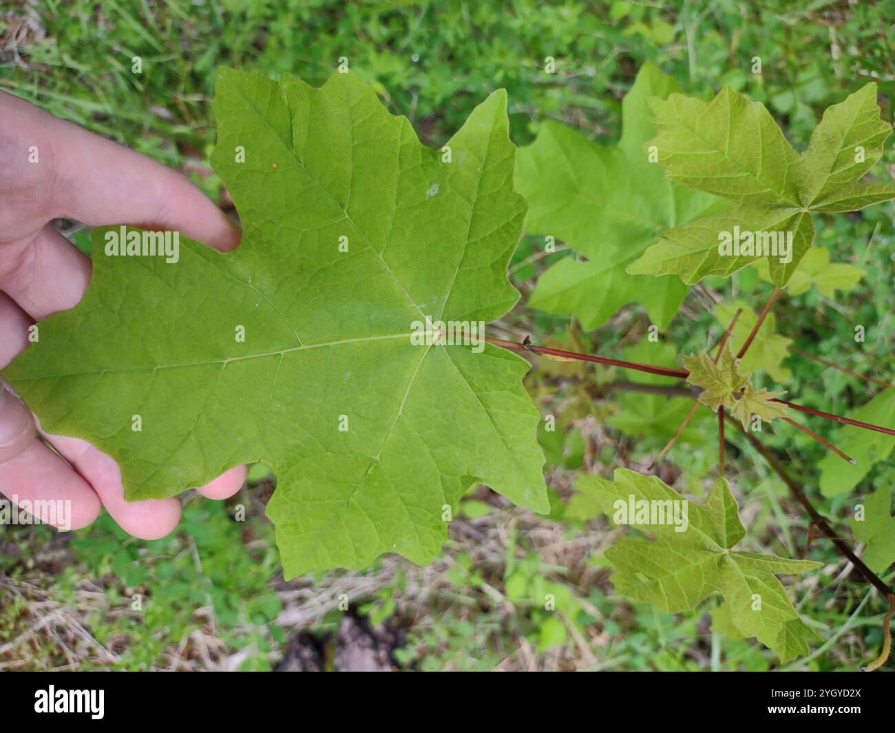bigleaf maple (Acer macrophyllum Stock Photo - Alamy