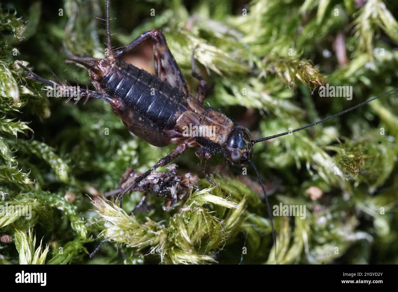 Wood Cricket (Nemobius sylvestris Stock Photo - Alamy
