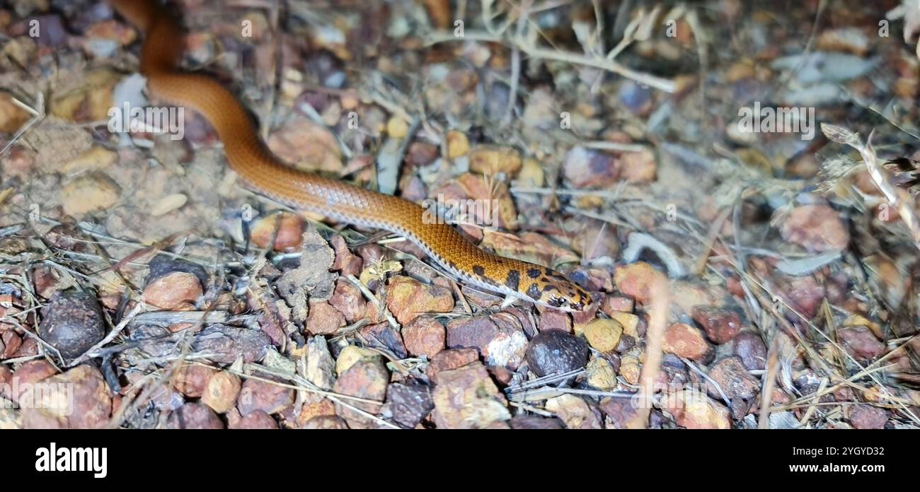 Little Spotted Snake (Suta punctata Stock Photo - Alamy