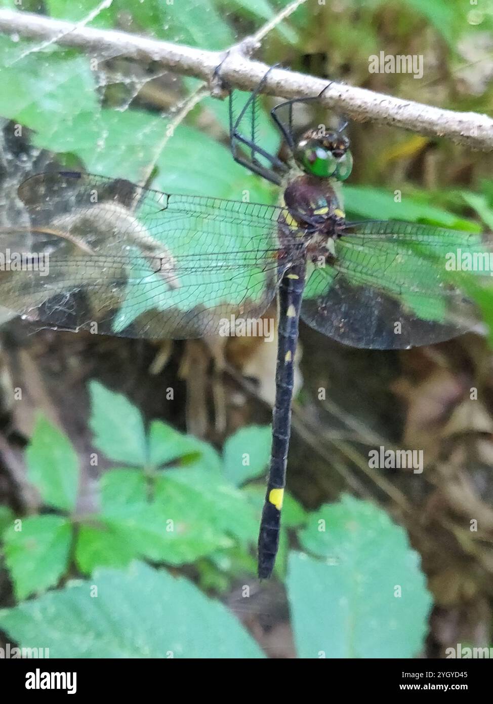 River Cruisers (Macromia Stock Photo - Alamy