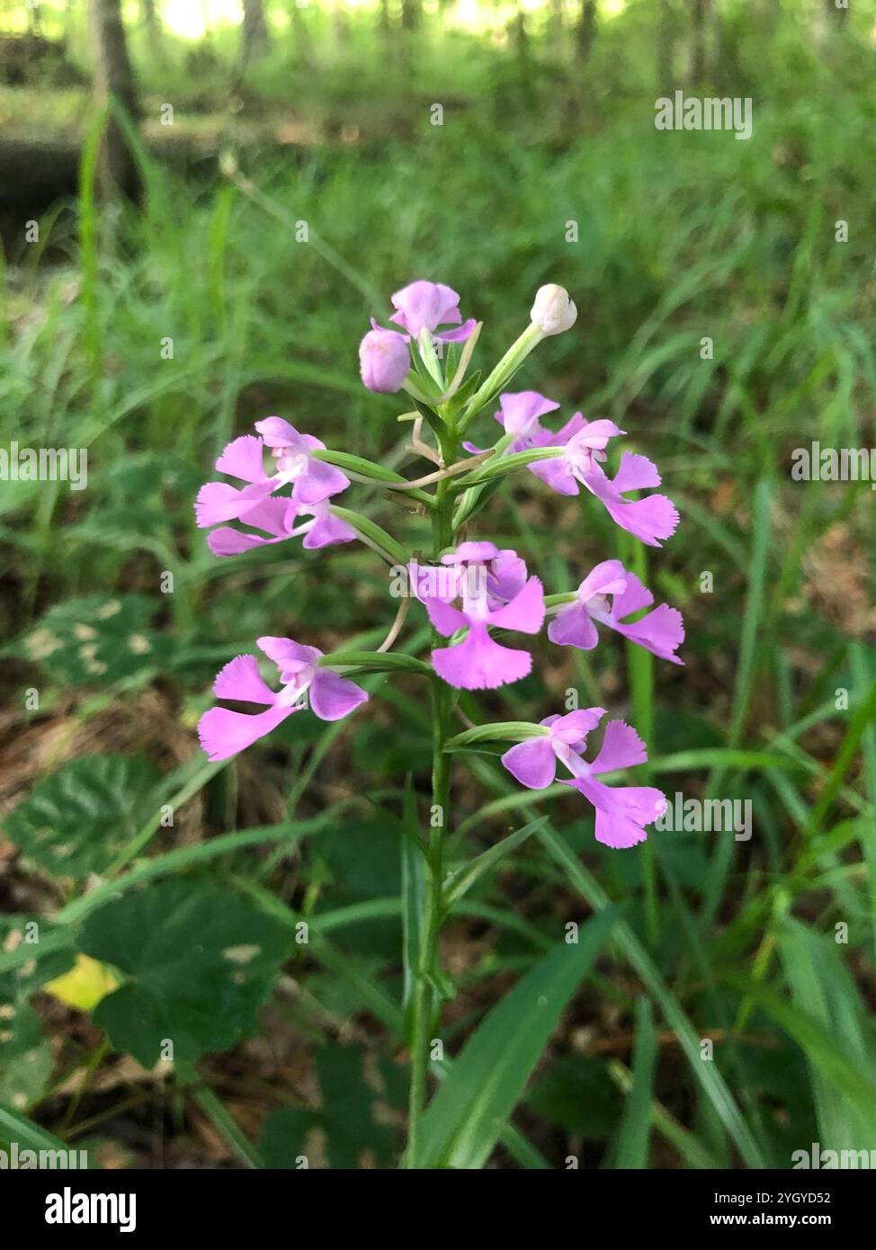 Purple Fringeless Orchid (Platanthera peramoena Stock Photo - Alamy