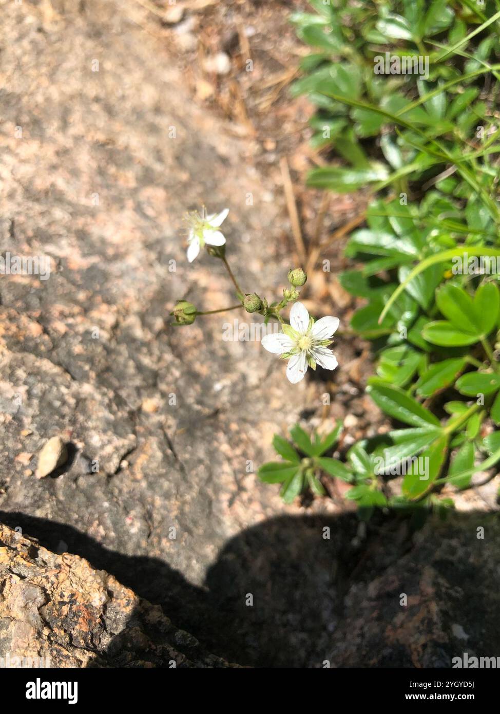 three-toothed cinquefoil (Sibbaldiopsis tridentata Stock Photo - Alamy