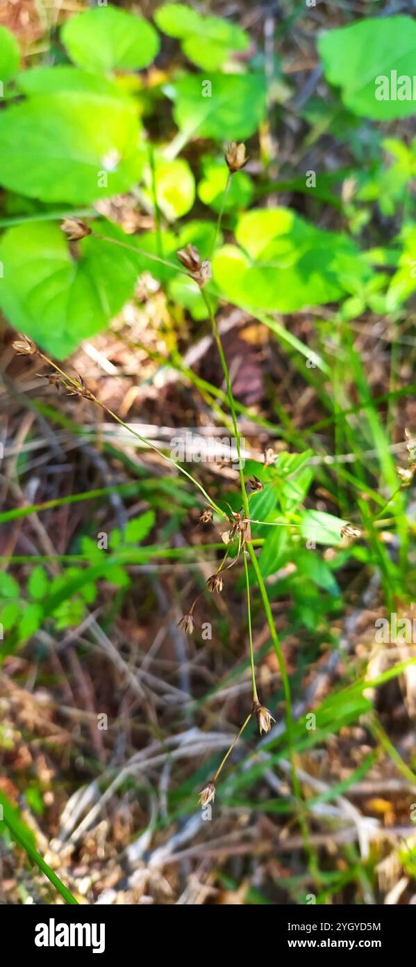 Hairy Woodrush (Luzula pilosa Stock Photo - Alamy