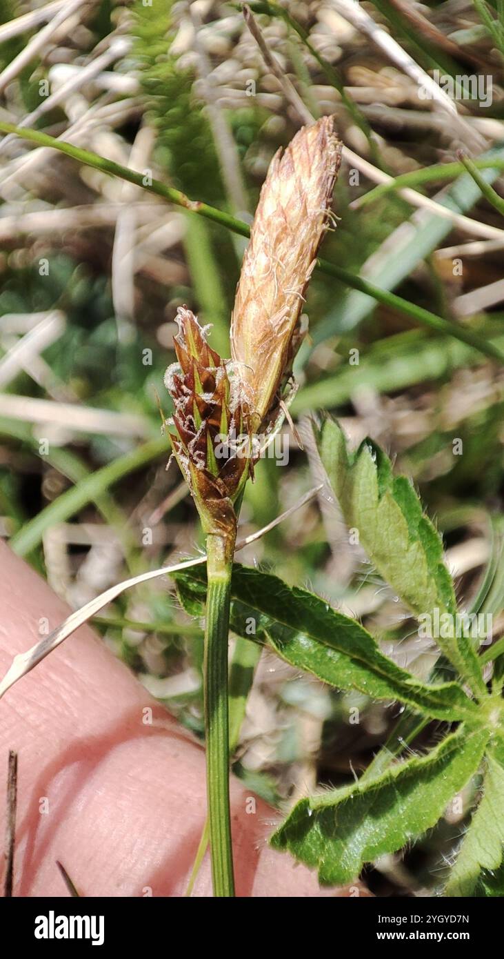 spring sedge (Carex caryophyllea Stock Photo - Alamy