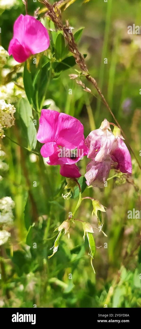 tuberous pea (Lathyrus tuberosus Stock Photo - Alamy