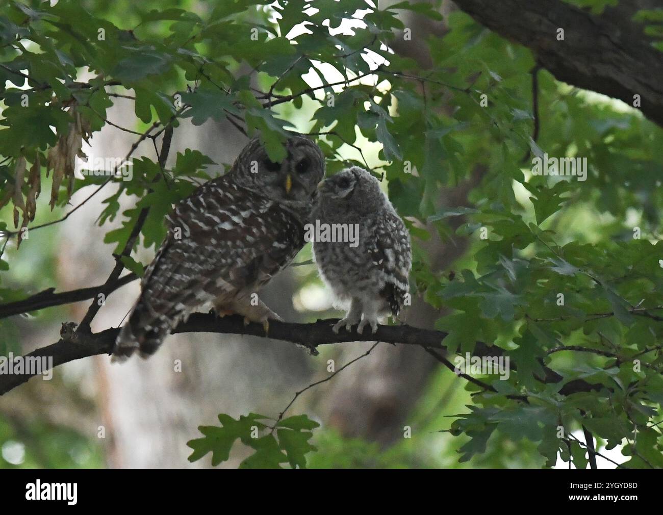 Barred Owl (Strix varia Stock Photo - Alamy