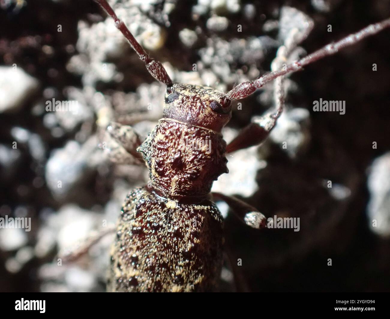 Thorn-tailed Longhorn Beetle (Plectrura spinicauda Stock Photo - Alamy