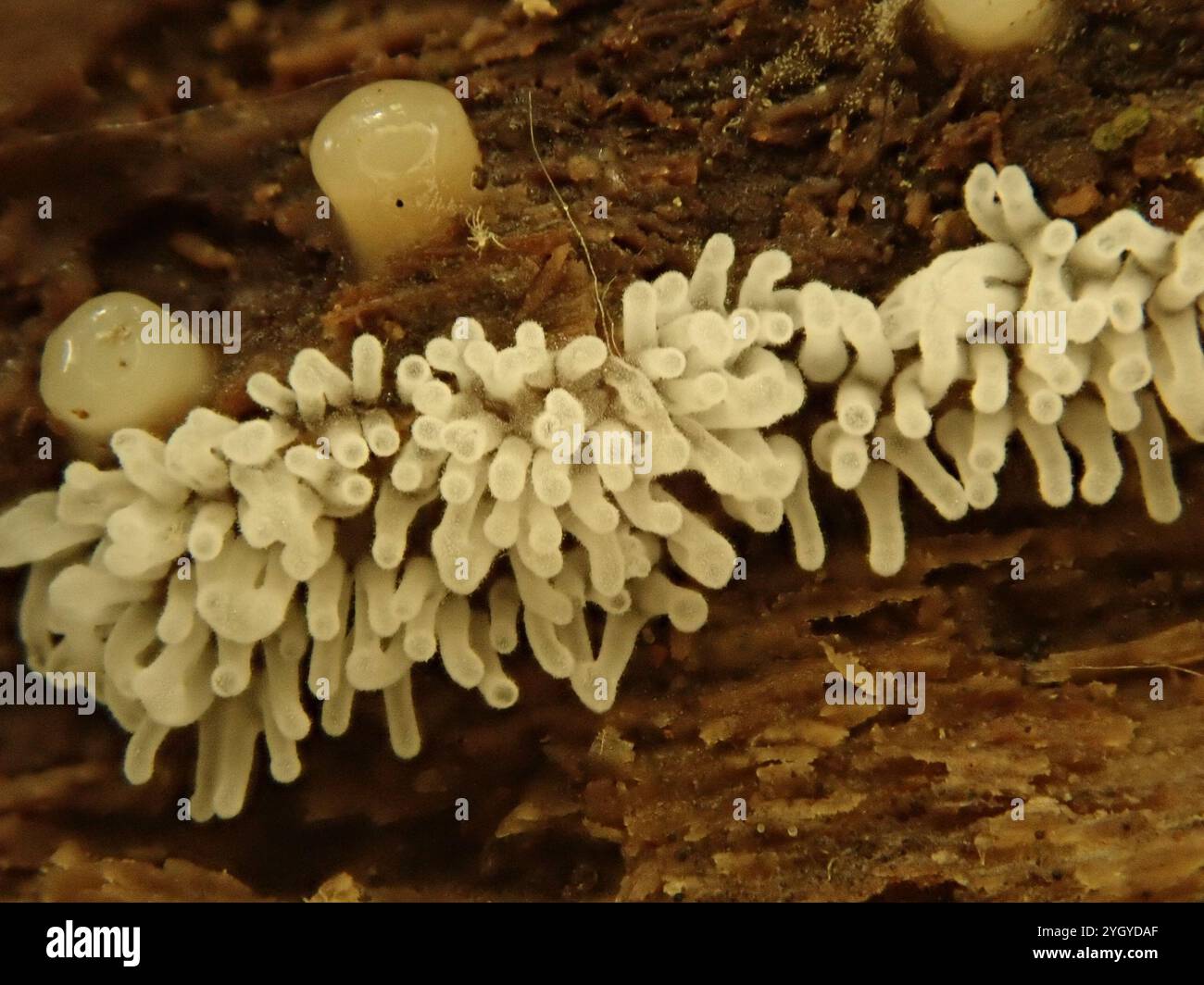 Honeycomb Coral Slime Mold (Ceratiomyxa fruticulosa Stock Photo - Alamy