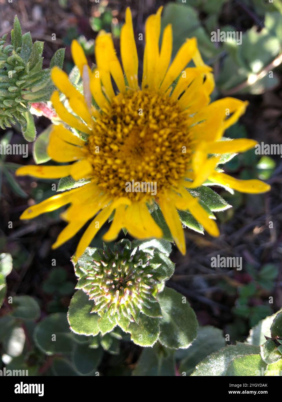Oregon Gumplant (Grindelia stricta Stock Photo - Alamy