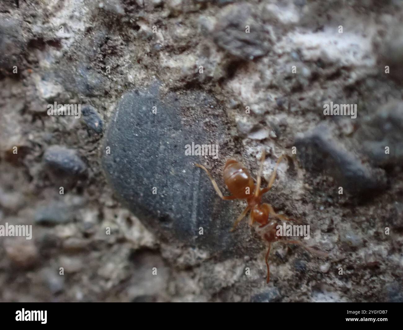 Citronella Ants, Fuzzy Ants, and Allies (Lasius Stock Photo - Alamy