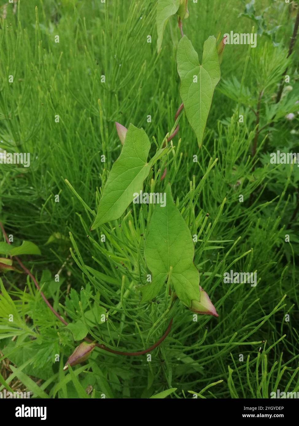 hedge bindweed (Calystegia sepium Stock Photo - Alamy