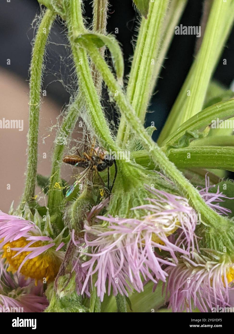 Ants, Bees, Wasps, and Sawflies (Hymenoptera Stock Photo - Alamy