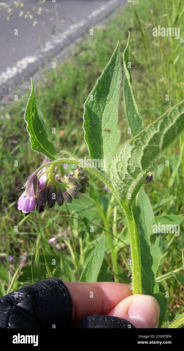 common comfrey (Symphytum officinale Stock Photo - Alamy