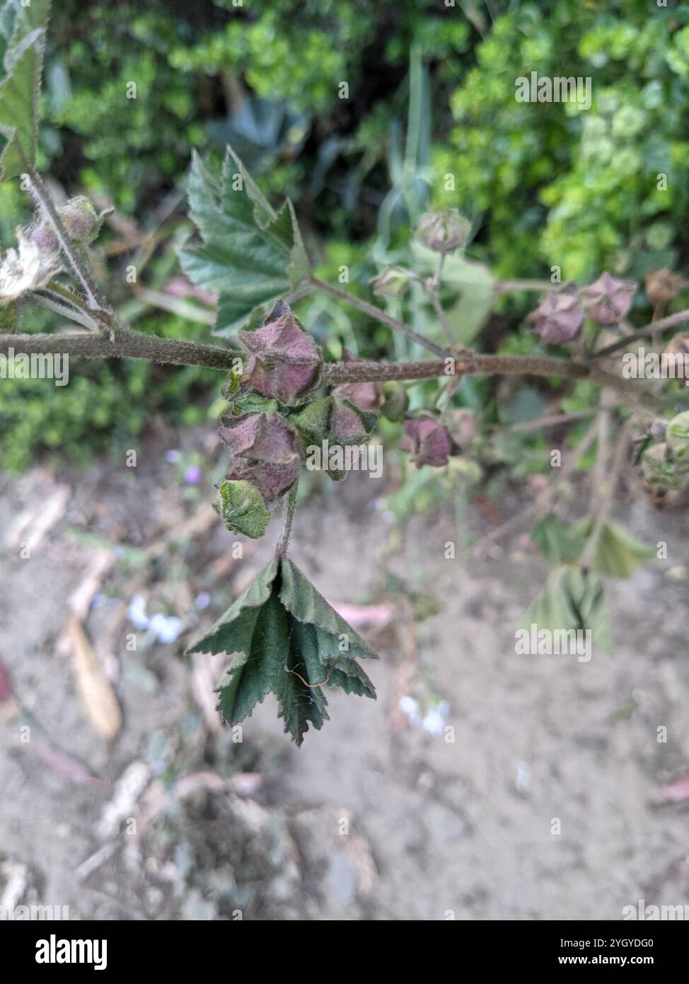 Cretan mallow (Malva multiflora Stock Photo - Alamy