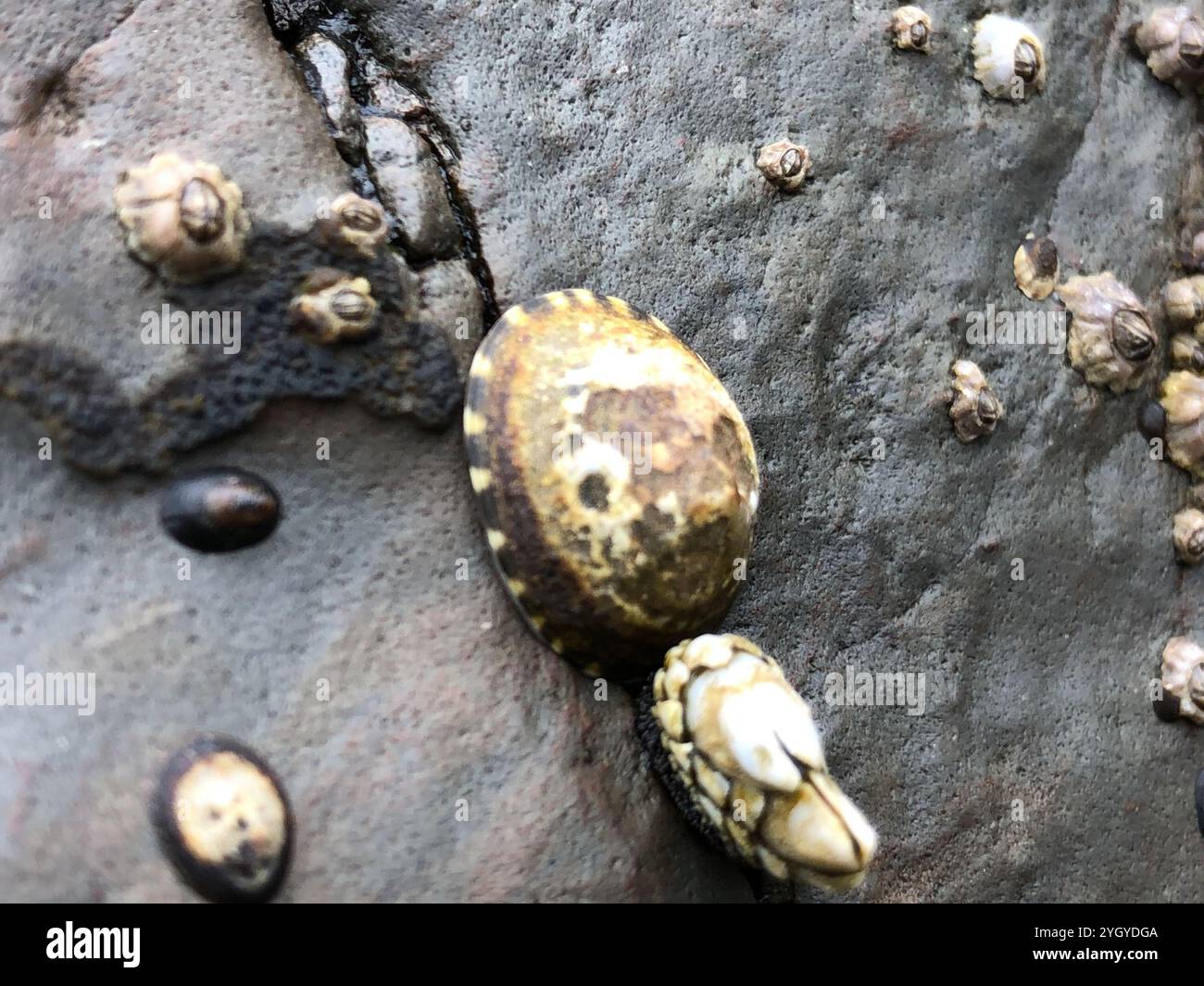 Owl Limpet (Lottia gigantea Stock Photo - Alamy