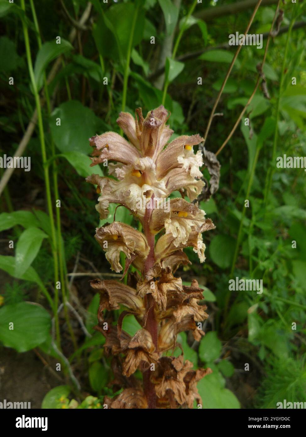 Medick broomrape (Orobanche lutea Stock Photo - Alamy
