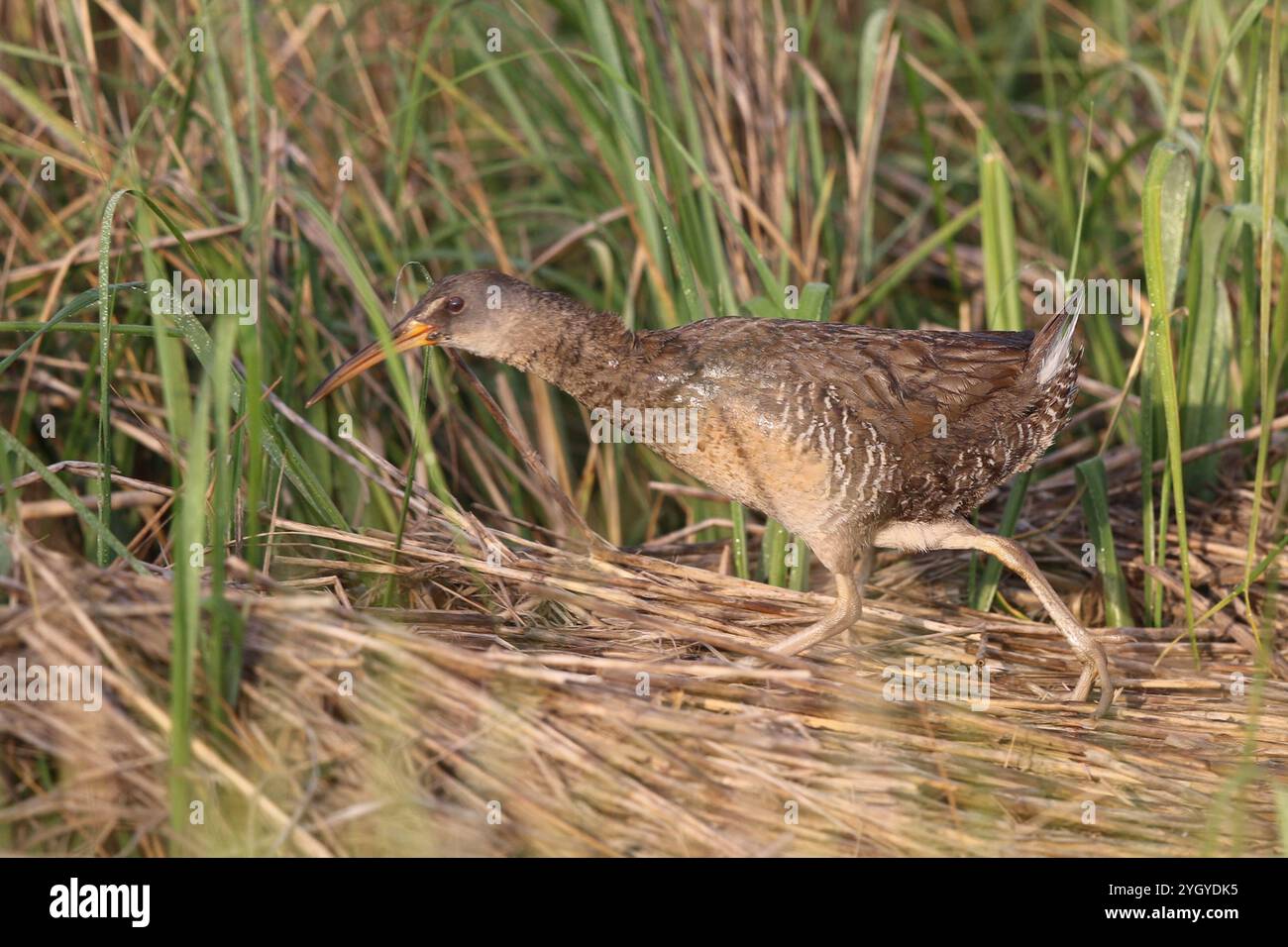 Clapper Rail (Rallus crepitans Stock Photo - Alamy