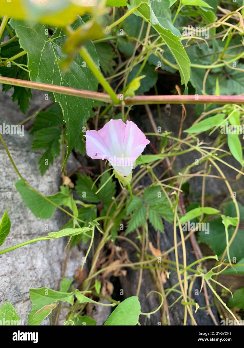 False bindweeds hi-res stock photography and images - Alamy
