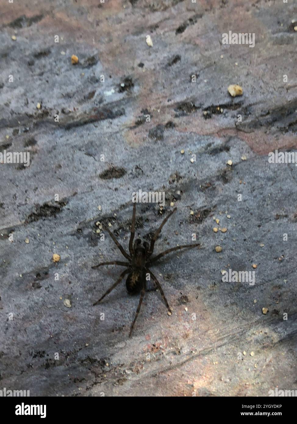 South American Toothed Hacklemesh Weaver (Metaltella simoni Stock Photo ...