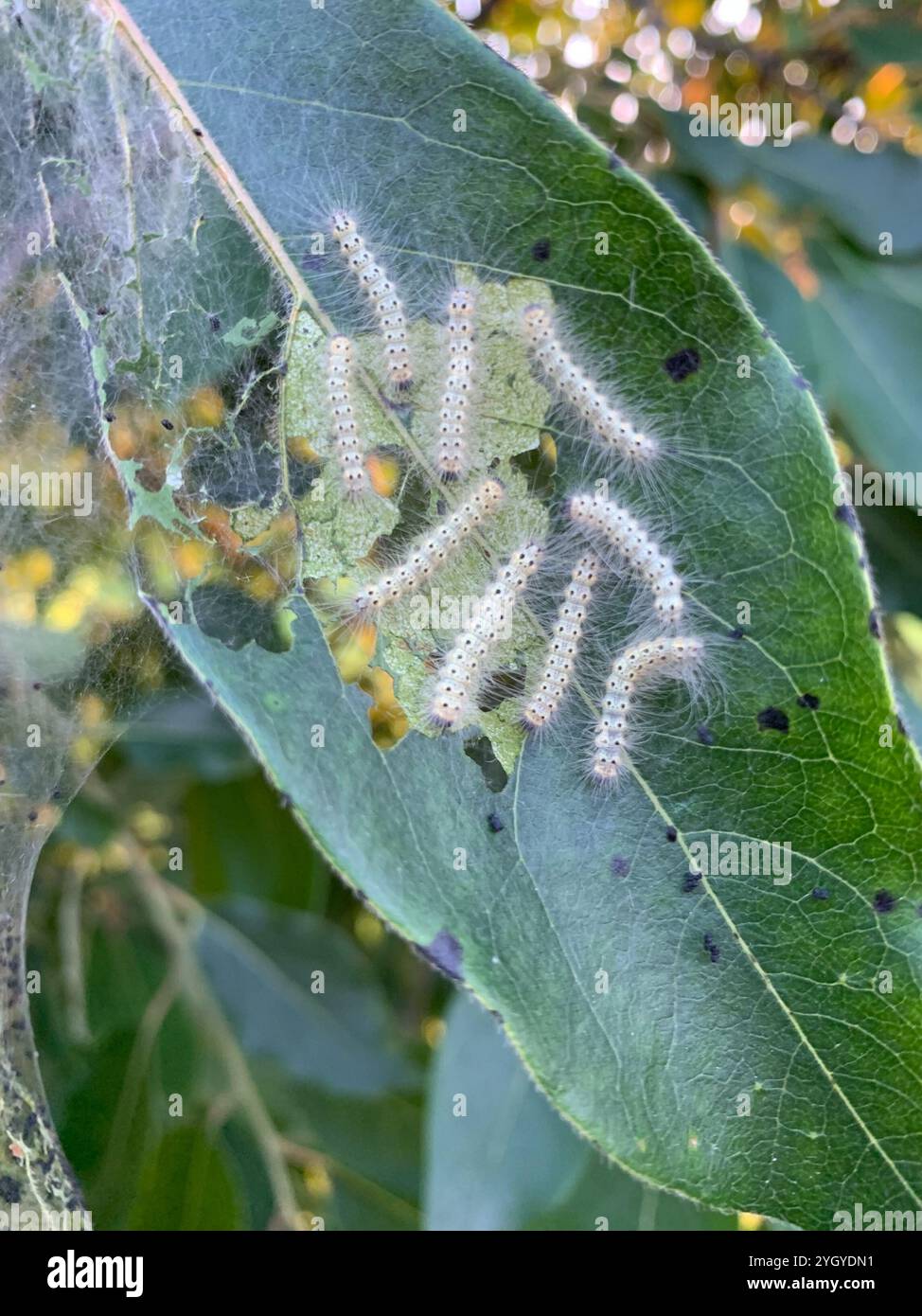 Fall Webworm Moth (Hyphantria cunea Stock Photo - Alamy